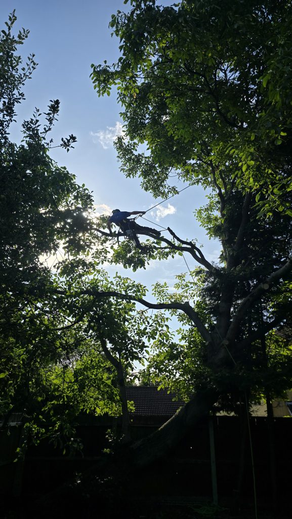 About Us – Beacon Farm Forestry